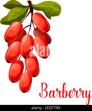 Barberry icon cartoon vector. Fruit goji. Healthy food Stock Vector ...