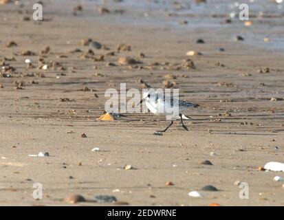 Sanderling running on a beach Stock Photo - Alamy