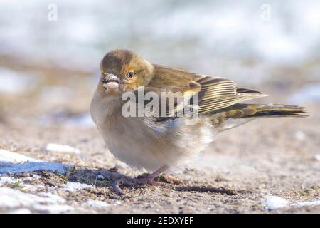 Common Chaffinch - Fringilla coelebs, beautiful colored perching bird ...