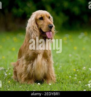 english cocker spaniel, golden Stock Photo - Alamy