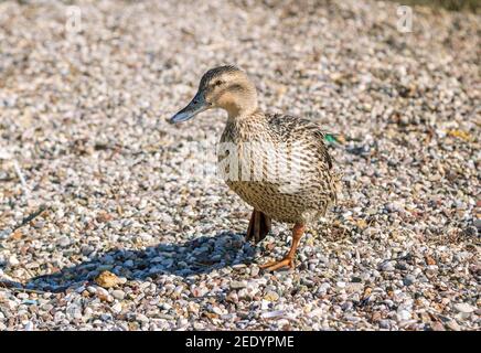 Brown mallard duck walking on grass Stock Photo - Alamy