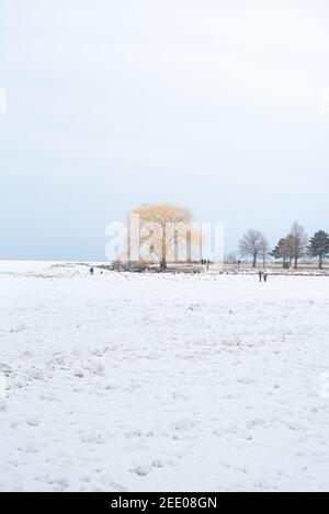 Edgewater Park Willow Tree in Cleveland Ohio at Sunset Stock Photo - Alamy