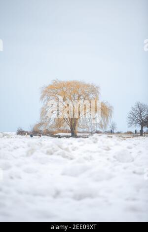 Edgewater park willow tree in cleveland ohio Stock Photo - Alamy