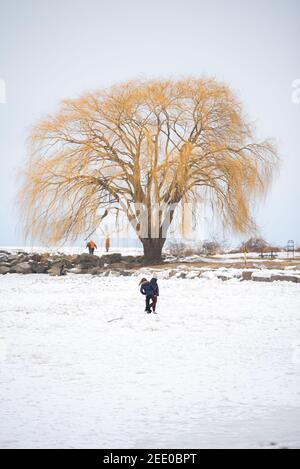 Edgewater park willow tree in cleveland ohio Stock Photo - Alamy