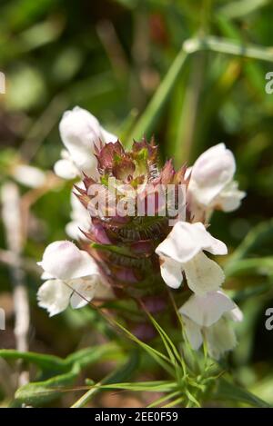 Prunella laciniata white inflorescence Stock Photo - Alamy