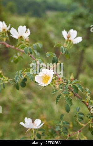 Field Briar (Rosa agrestis Stock Photo - Alamy