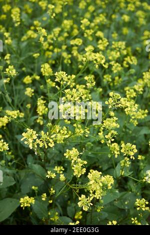 Close up of yellow Sinapis arvensis flowers growing in natural field ...