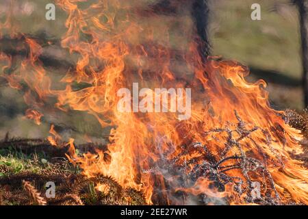 Intense fire in the bushes on a blurred background Stock Photo - Alamy