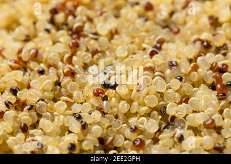 Healthy Cooked White Quinoa Ready to Eat Stock Photo - Alamy