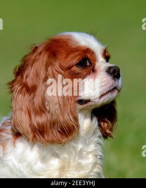 Closeup portrait of a lovely purebred Cavalier King Charles Spaniel dog ...