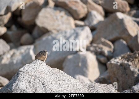 Pika, Wallowa Mountains, Oregon Stock Photo - Alamy