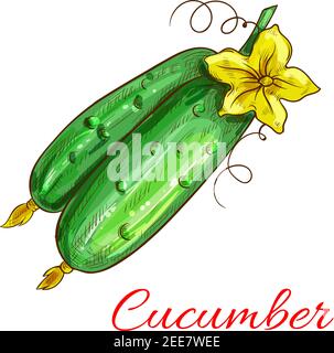 Whole cucumber isolated vegetable sketch. Vector pickle or gherkin ...