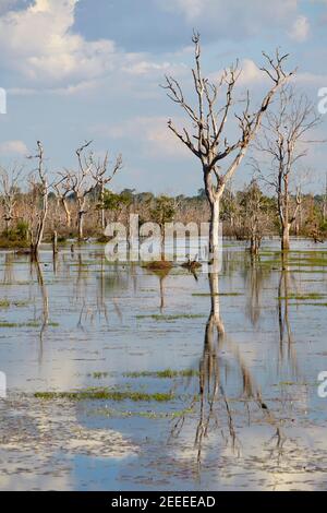 The swamp near Neak Pean temple, Angkor, Siem Reap, Cambodia Stock ...