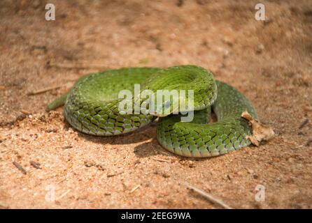 snake green night adder green viper Uganda africa venomous Stock Photo ...