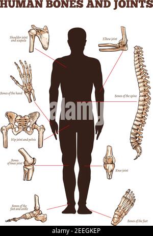 Set of human hand bones with scapula and collarbone. Hand drawn vector ...