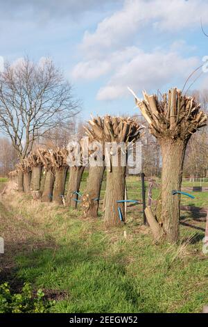 Row of Pollard Willows, grassland, meadow and stream with fisher In The ...