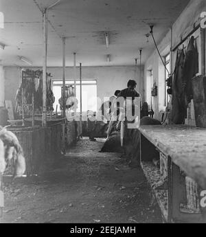 Duck plucking shed with ducks hanging up after being covered in warm ...