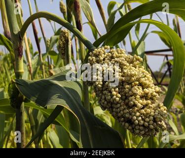 Closeup shot of corn flowering stage in the field Stock Photo - Alamy