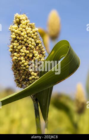 Closeup shot of corn flowering stage in the field Stock Photo - Alamy