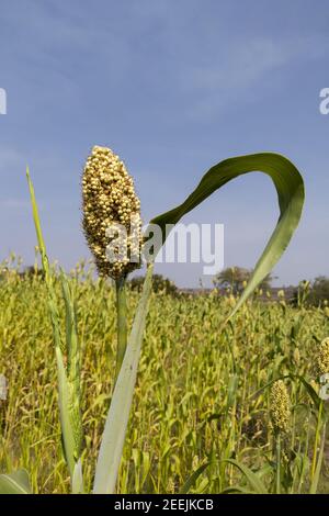Closeup shot of corn flowering stage in the field Stock Photo - Alamy
