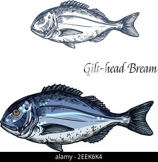 Bream icon. Freshwater fish symbol. Black silhouette isolated on white ...