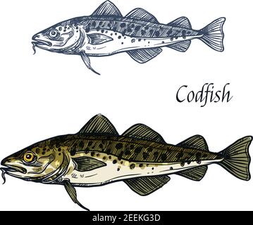 Cod Or Codfish Hand Drawn Vector Illustration Abstract Fish Sketch