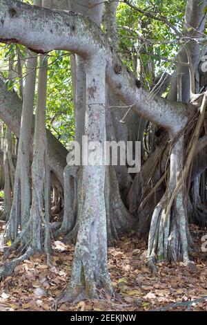 Ficus benghalensis tree Stock Photo - Alamy