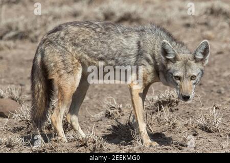 African golden wolf Canis lupaster. Oiseaux du Djoudj National Park ...