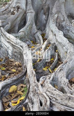 Mysore fig tree Stock Photo - Alamy