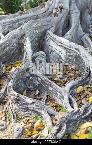 Ficus drupacea - mysore fig tree Stock Photo - Alamy