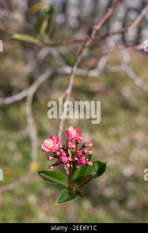 Jatropha integerrima 'rosea' - pink princess Stock Photo - Alamy