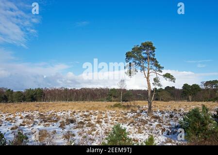 Skipwith Common nature reserve, North Yorkshire, England UK Stock Photo ...