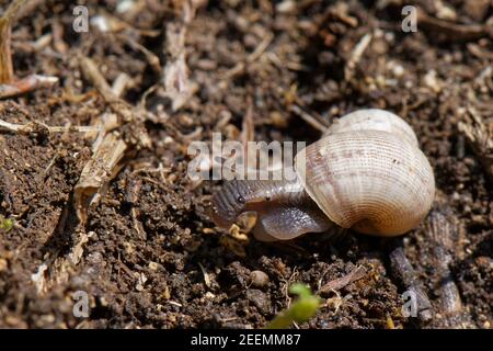 Land winkle / Round-mouthed snail (Pomatias elegans), a land snail with an operculum, related to ...