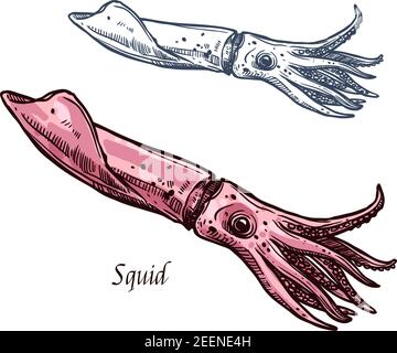 Squid isolated vector cephalopods marine animal sketch. Vector armhook ...