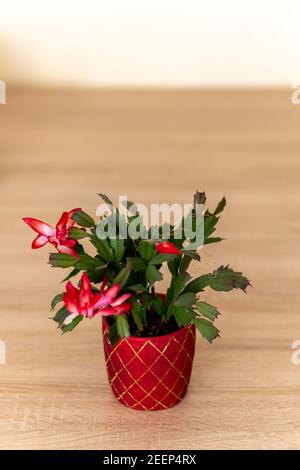 A selective focus shot Schlumbergera flowers on a dark background Stock ...