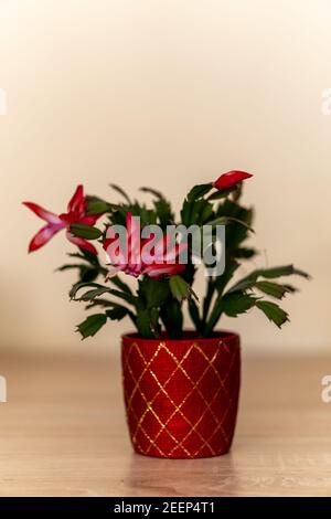 A selective focus shot Schlumbergera flowers on a dark background Stock ...