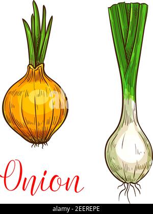 Leek Onion Icon. Hand Drawn Sketch Design. Vector Illustration Stock ...