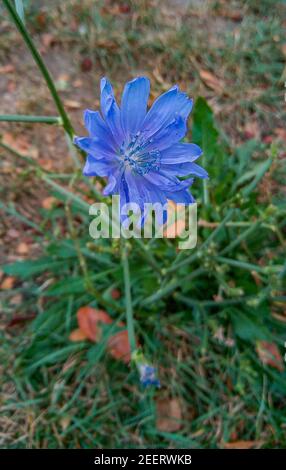 Beautiful blooming blue flower with thin petals and stamen on blurred ...