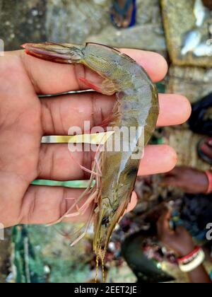 Indian white shrimp in hand shrimp and prawn culture in india Stock ...