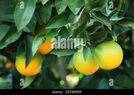 Close up orange fruits ripening on tree. Orange tree garden Stock Photo ...