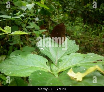 Beautiful brown butterfly sitting on plant on blurred background. Copy ...