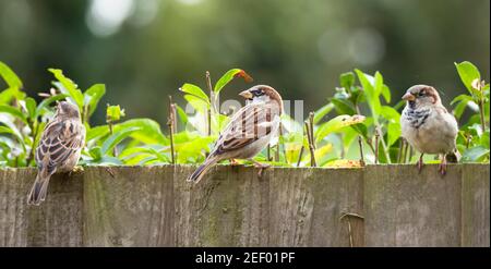 A closeup of True sparrows, Passer sitting on tree branches Stock Photo ...