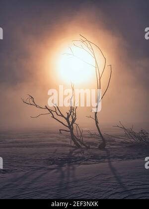 Dead Tree in Steam Fog Stock Photo - Alamy