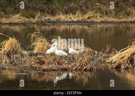 Little Egret in Lake Ezu, Kumamoto Prefecture, Japan Stock Photo - Alamy