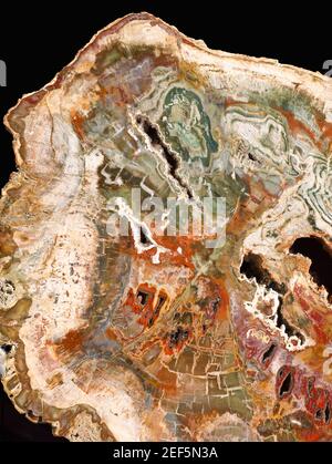 a close up of fossilized tree bark Stock Photo - Alamy