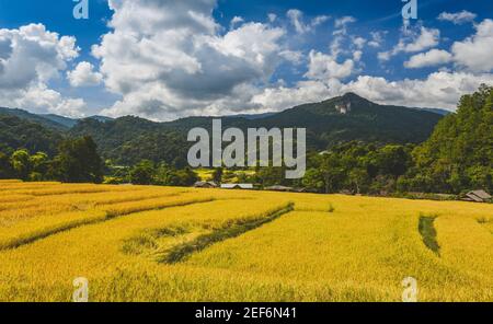 Aerial view of golden rice terraces at Mu cang chai town near Sapa city ...