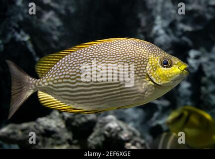 Live Java rabbitfish swimming in the aquarium tank with low lighting ...