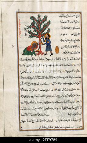 Arabian balsam tree, Commiphora gileadensis, (religion history book ...