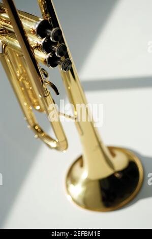A vertical high-angle view of Trumpet pitchers planted in a flowerpot ...