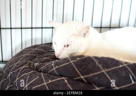 White cat lying on a puf Stock Photo - Alamy